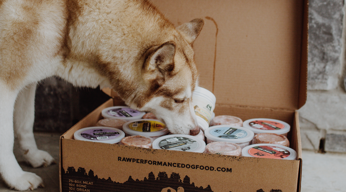 Raw Performance Dog Food | Fresh Raw Dog Food Delivery | Ontario