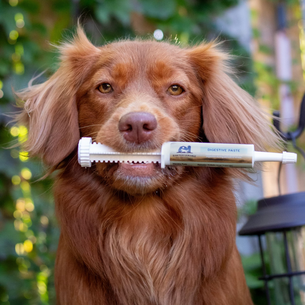 Digestive Paste - Raw Performance Dog Food